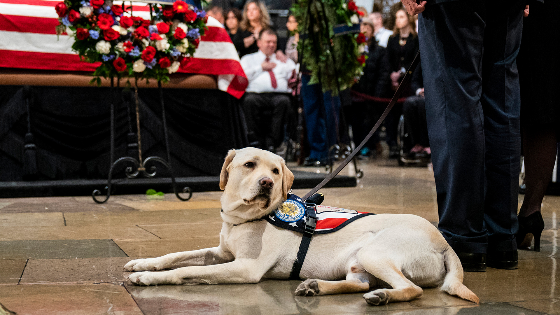 George H.W. Bush's Beloved Service Dog Has A Heartwarming New Job | Access