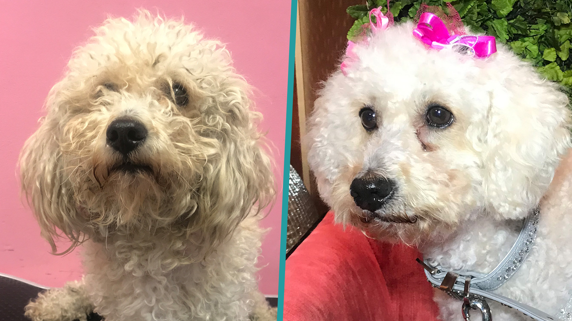 These Before & After Dog Makeover Photos Will Melt Your Heart | Access
